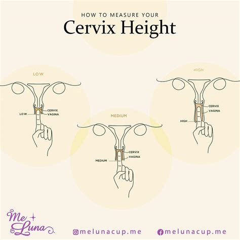 Melunacup Me 💫 How To Measure Your Cervix Height