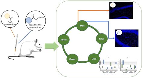 Functionalization Of Morin Loaded Plga Nanoparticles With Phenylalanine