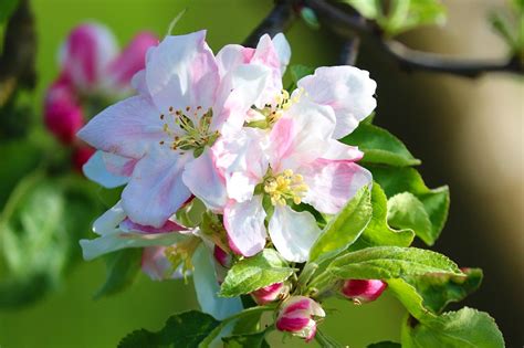 사과 꽃 나무 봄 Pixabay의 무료 사진 Pixabay