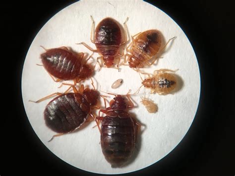 Why Do You Need Bed Bug Spray In Your Travel Kit Touristsecrets
