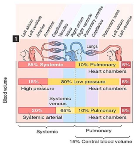 Systemic Circulation And Hemodynamic Principles Flashcards Quizlet