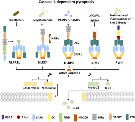 Pyroptosis A New Insight Into Eye Disease Therapy Pmc
