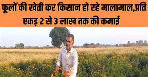 इस फूल की खेती से बदली किसान की किस्मत आज लाखों में हो रही कमाई