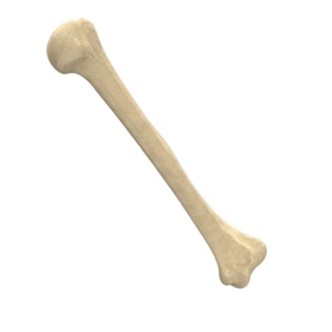 Gambar Plat Nomor Ketakutan Humerus Psd Putih Png Transparan Clipart