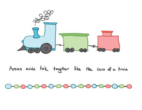 Fibrous Protein Molecular Structure