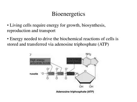 Ppt Microbial Nutrition Cell Metabolism Powerpoint Presentation Free