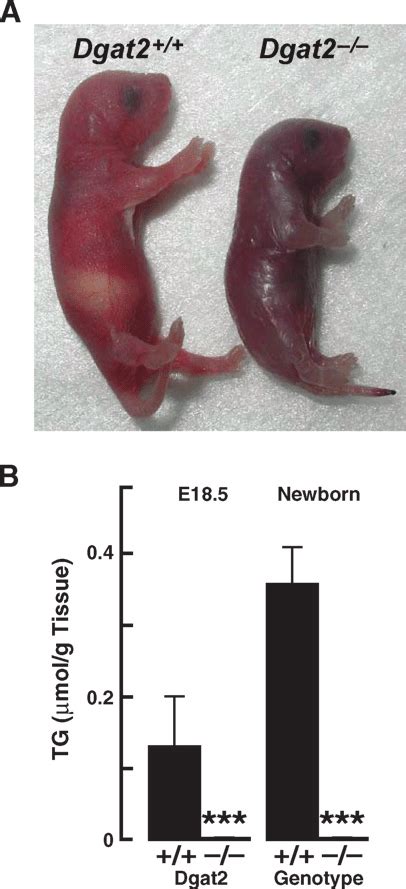 Phenotype Of Dgat2 Deficiency In Mice A Mice Lacking Dgat2 Are