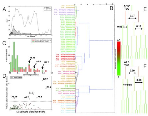 4 Cell Lineage Tree Analysis A Distribution Of The Distances Between