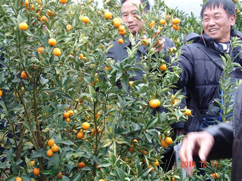黄龙病不再是绝症了柑橘有救了