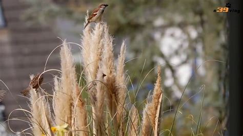 Sparrow Detection Object Detection Dataset And Pre Trained Model By Bizi