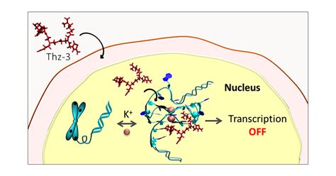 Thiazole Containing Pna Mimic Regulates C Myc Gene Expression Through Dna G Quadruplex