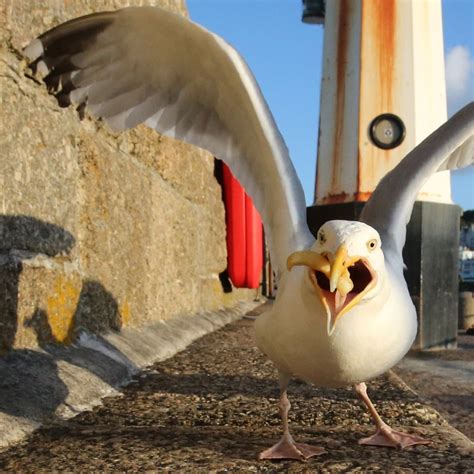 Scary Birds Attacking People
