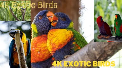 4K HDR 120fps Dolby Vision With Music YouTube