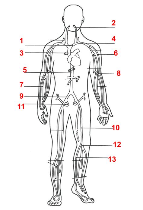 Veins Diagram Quizlet