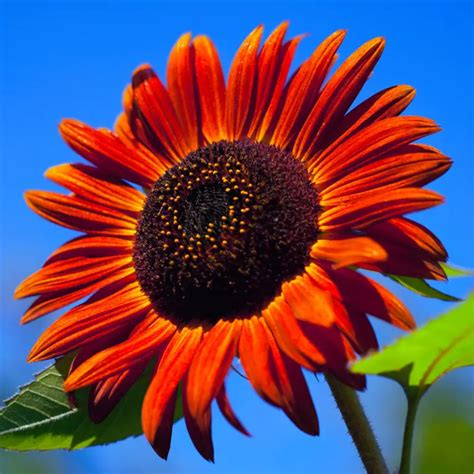 Red Sunflower Symbolic Meaning