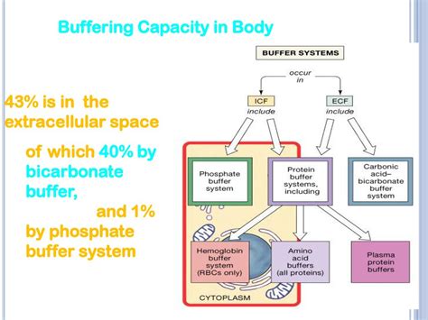 Introduction To Acid Base Balance Ppt Download