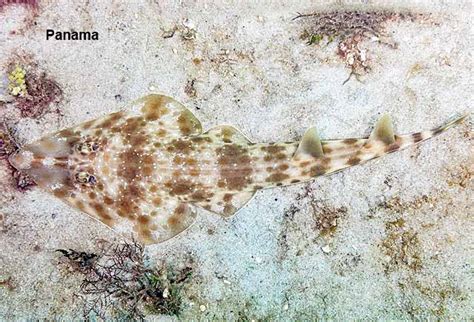 Shorefishes The Fishes Species