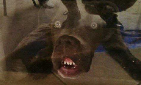 Dog Faces Squashed Against Windows Gallery
