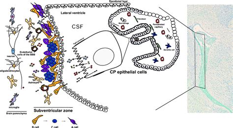 The Cp Influences The Csf Composition That Baths The Neural