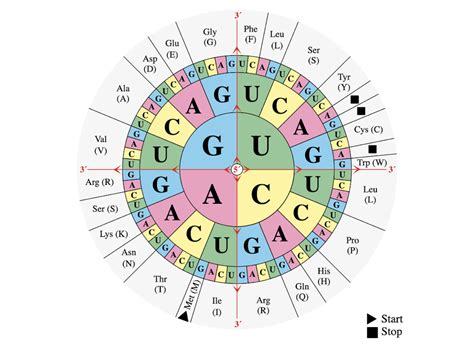 Your Genetic Code Has Lots Of ‘words For The Same Thing Information