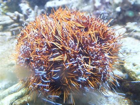 シラヒゲウニの写真｜としとしweb水族館・魚図鑑