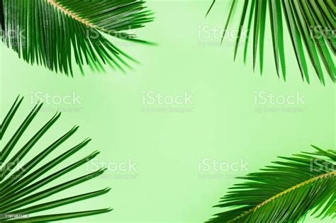 熱帯ヤシの葉の背景休暇の夏休みのコンセプト まぶしいのストックフォトや画像を多数ご用意 まぶしい やしの葉 アイデア Istock