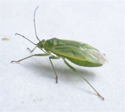 Capsid Bugs Suffolk Fruit And Trees The Fruit Tree Specialists