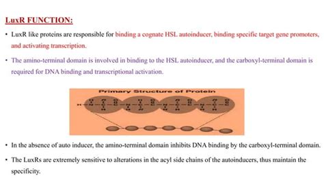Quorum Sensing In Plant Pathogenic Bacteria Maruthi Pptx