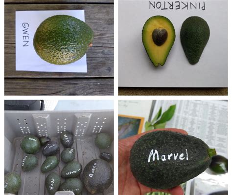 Avocado Varieties Chart A Visual Reference Of Charts Chart Master