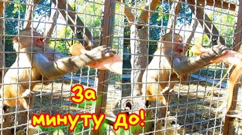 ЭТО ВАЖНО Люся Гамадрил НАПОМНИЛА о ПРАВИЛАХ ТБ в парке ТАЙГАН Вики