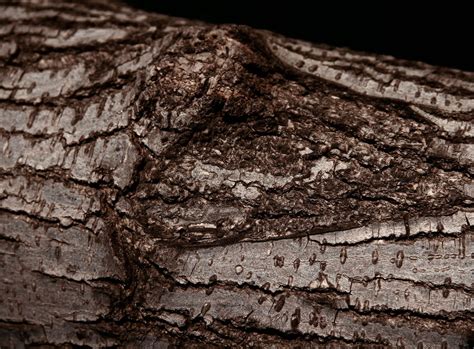 17 Tree Trunk Textures