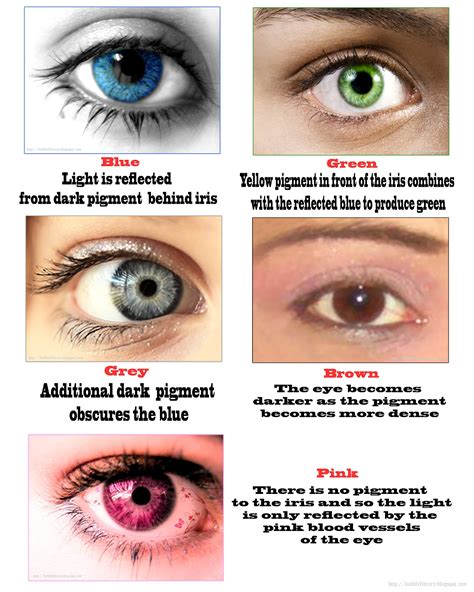 B U B B L E L I B R A R Y What Makes Eyes Different Colours