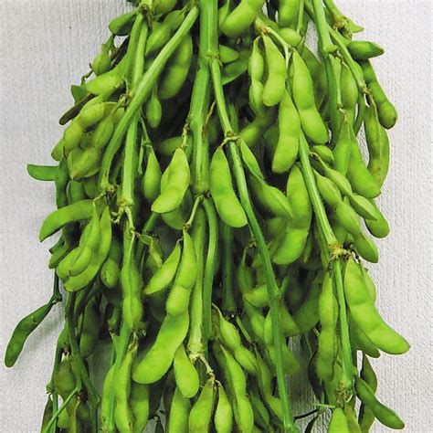 国華園オンラインショップ 野菜たね