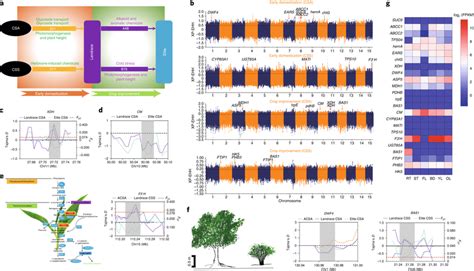 Signatures Of Artificial Selection And Evidence Of Parallel Download Scientific Diagram