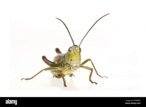 Meadow Grasshopper Chorthippus Parallelus Common Grasshopper Other