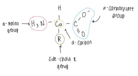 BIOCHEM Lec Amino Acids And Proteins Flashcards Quizlet