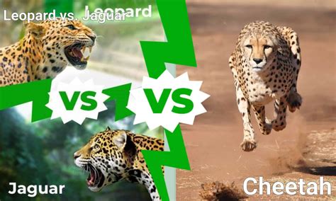 Difference Between Cheetah And Leopard And Jaguar And Panther