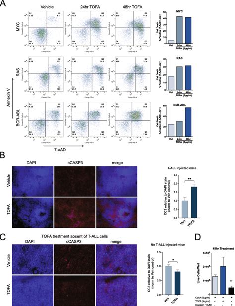 Inhibition Of Lipogenesis Results In Cell Death A Tofa Treatment In Download Scientific