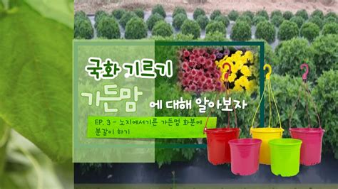 Ep 3 국화기르기 가을국화 가든멈 노지에서기른 가든멈 화분에 분갈이 Youtube