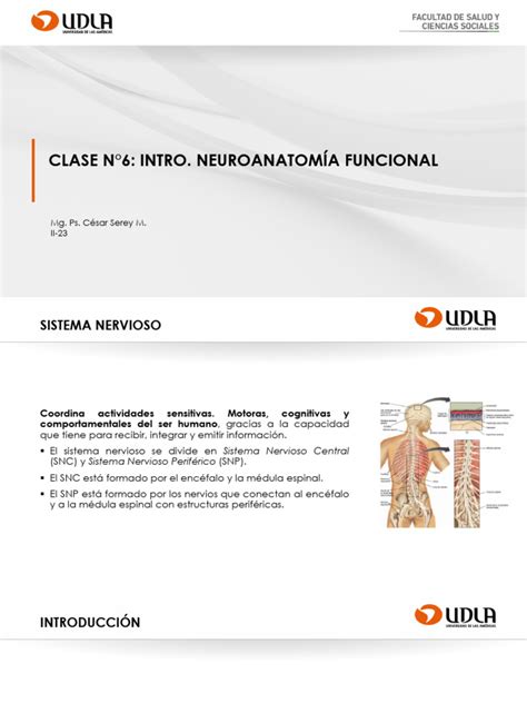 Clase 6 Intro Neuroanatomía Funcional Pdf Cerebro Sistema