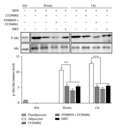 Hrt Inhibits The Pdk1akt Phosphorylation During Differentiation Of