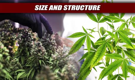 Transitioning Your Cannabis Plants From Vegetative To Flowering Stage