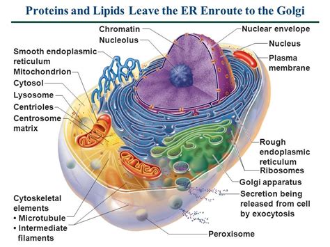 Mcat Biological Systems Lecture 1 The Cell Diagram Quizlet