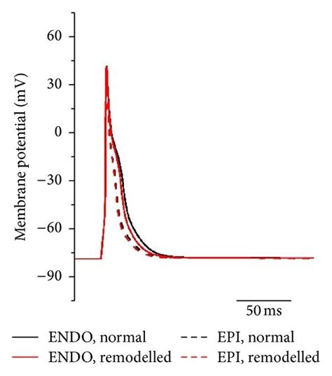 Simulated Rat Ventricular Endocardial And Epicardial Action Potentials