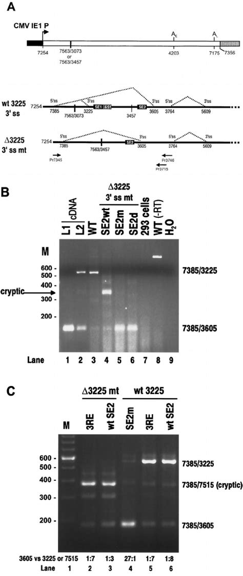 In Vivo Functional Analysis Of The Bpv 1 Se2 And Ad 3re In Bpv 1 Late