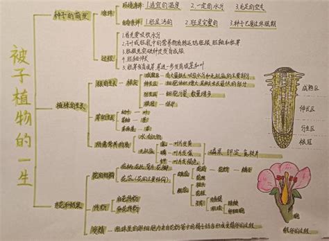 生物思维导图被子植物的一生 被子植物一生及植物三大生理作用的思维导图 图片 网专笔记