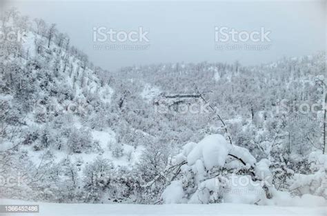 신선한 눈으로 덮인 산의 겨울 나무 눈으로 뒤덮인 나무의 가지가 있는 아름다운 풍경 코카서스의 산악 도로 아제르바이잔 0명에