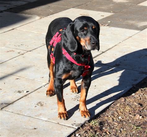 Bona, ca 8 Jahre (geb. ca 06.2015), 44 cm, weiblich – 1 Pate, auf einer ...