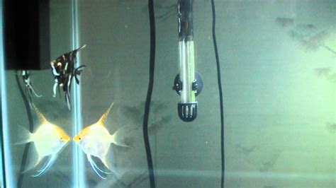 Angelfish Breeding Habits Youtube