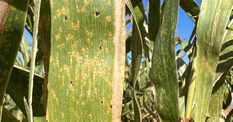 Sdsu Extension To Host Disease Scouting Workshop For Corn Soybeans